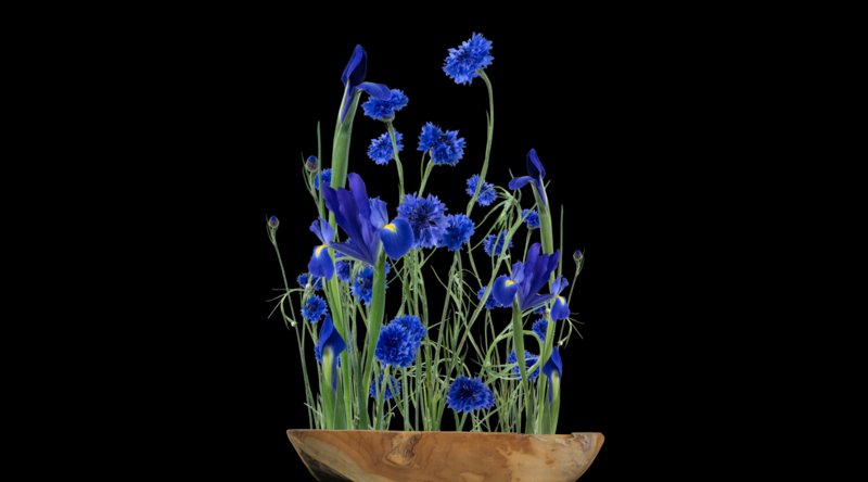 Blue Velvet | Putnam Flower Channel