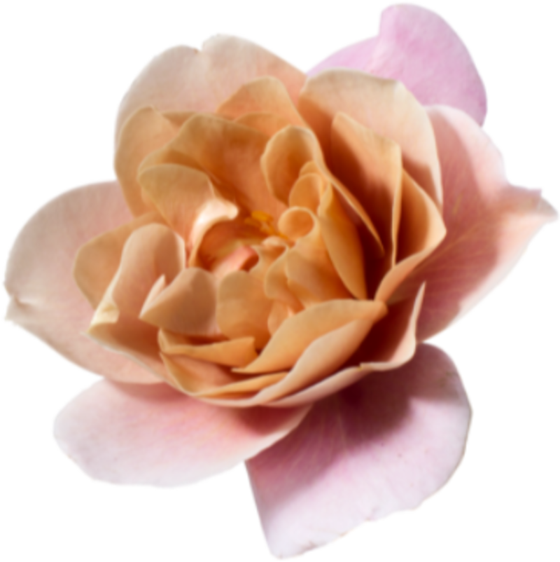 caffe latte rose | Putnam Flower Channel