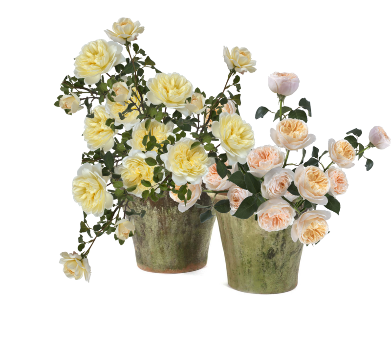 multi rose | Putnam Flower Channel