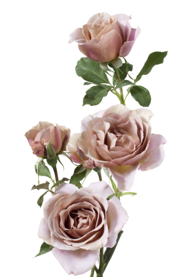 Putnam Flower Channel